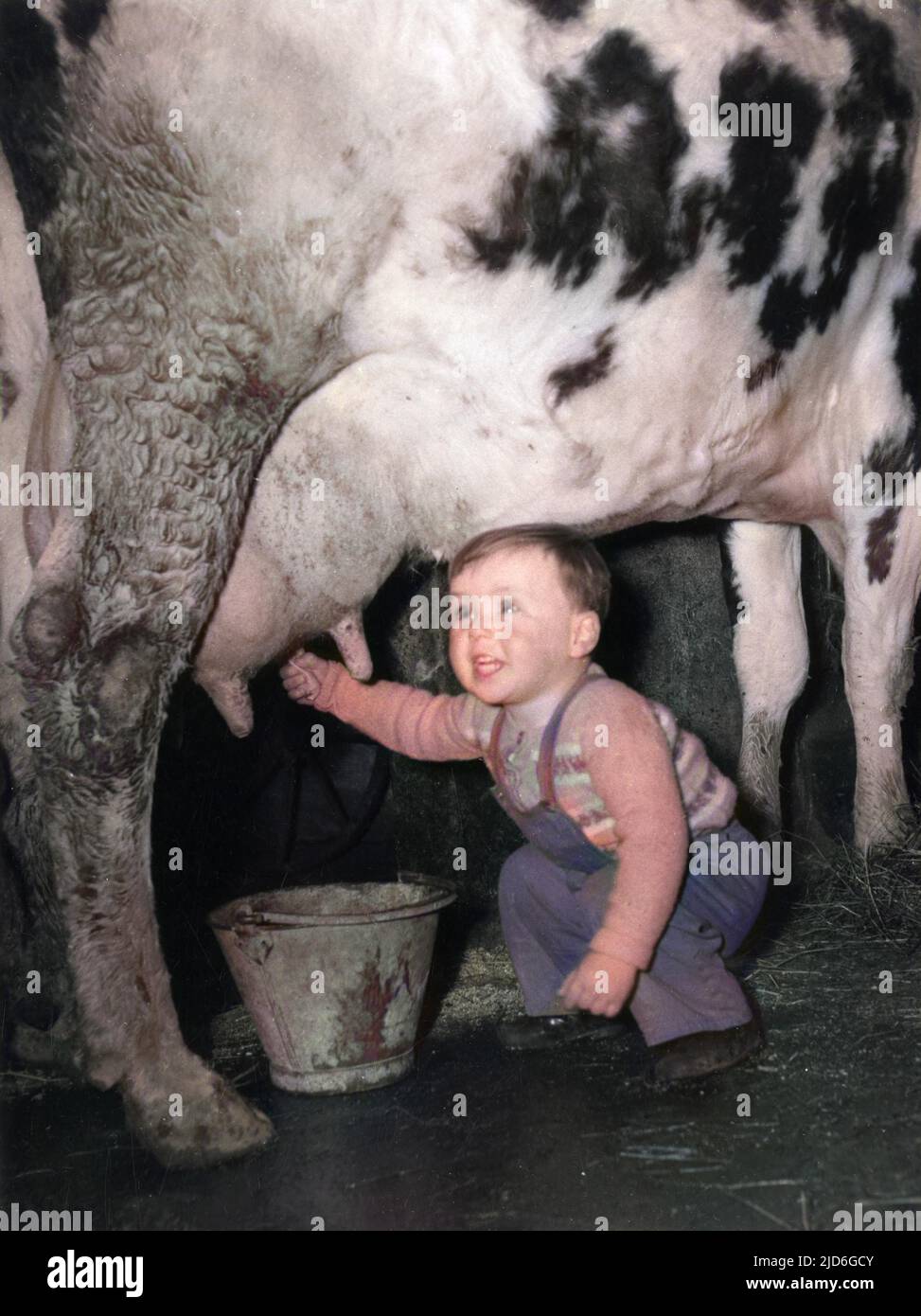 Boy milking cow hi-res stock photography and images - Alamy