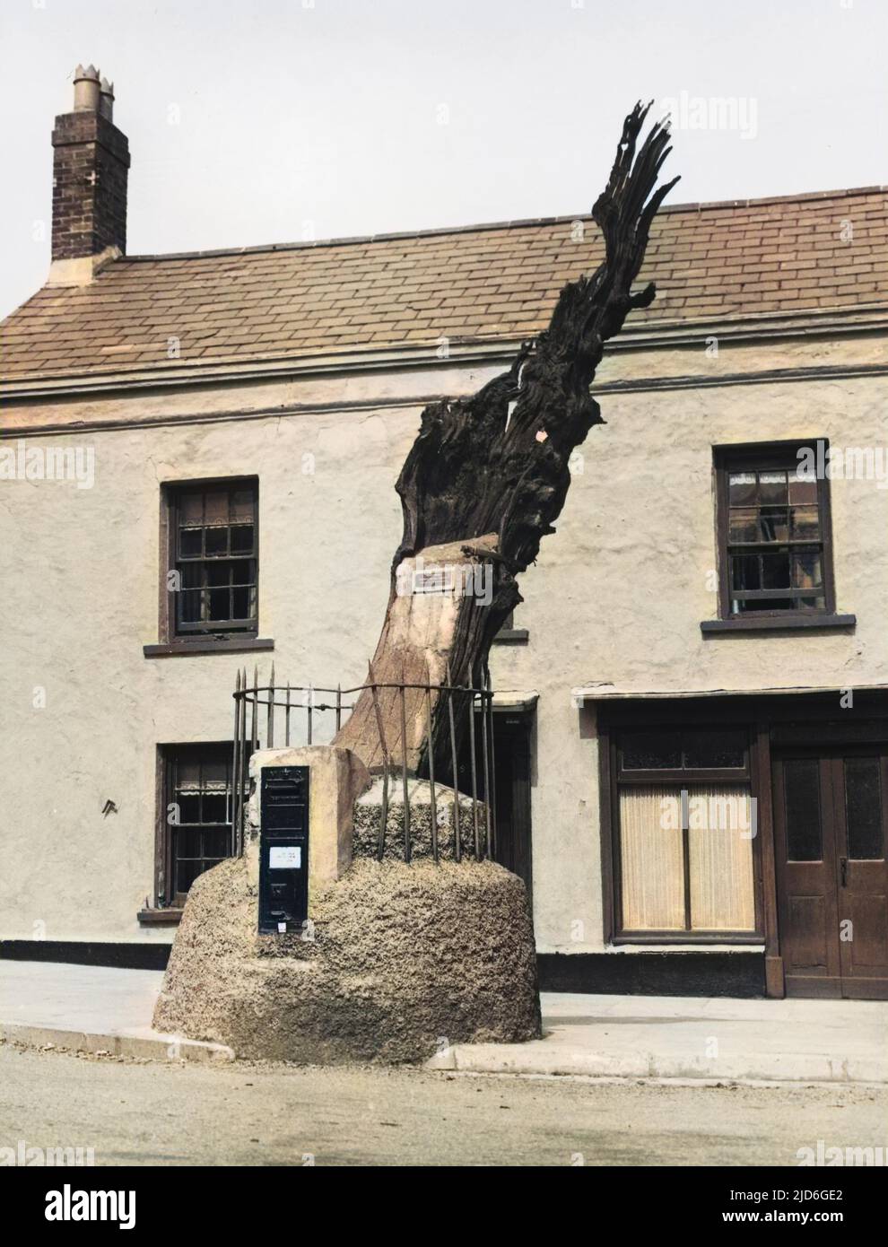 An ancient oak tree in the centre of Carmarthen, Carmarthenshire, Wales ...