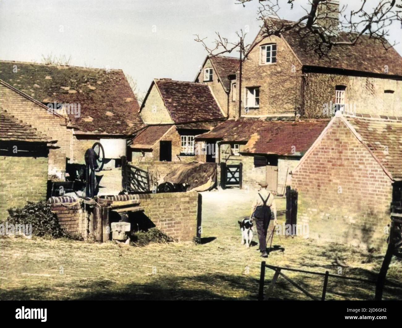 The Farmyard, Budbrook, Warwickshire, England. The farmer brings in a ...