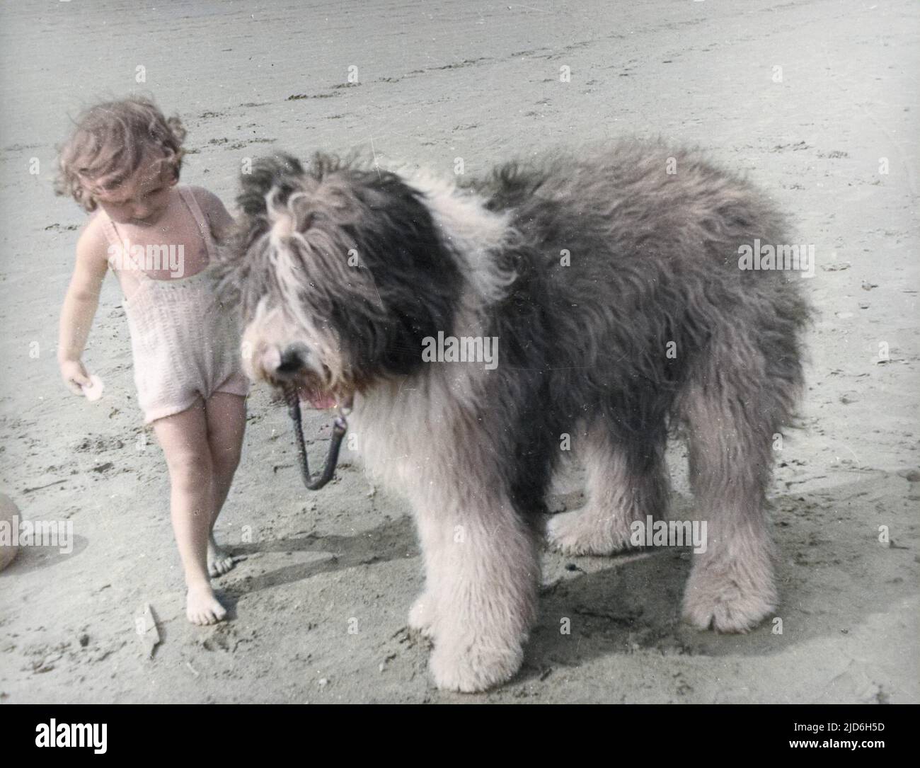 Old english sheepdog beach hi-res stock photography and images - Alamy