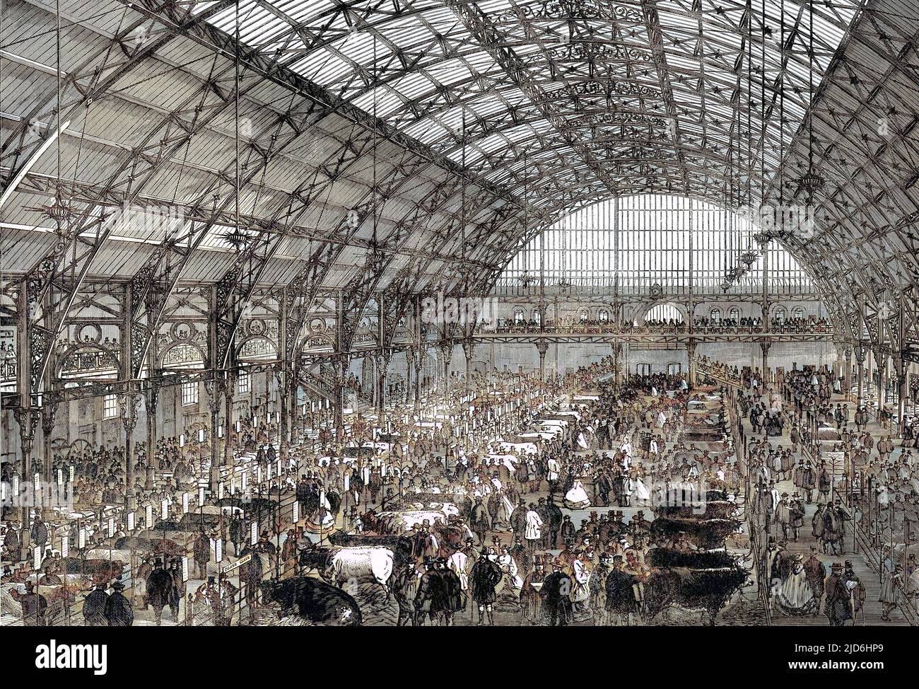 Smithfield Club Cattle Show, held in the Agricultural Hall, Islington ...
