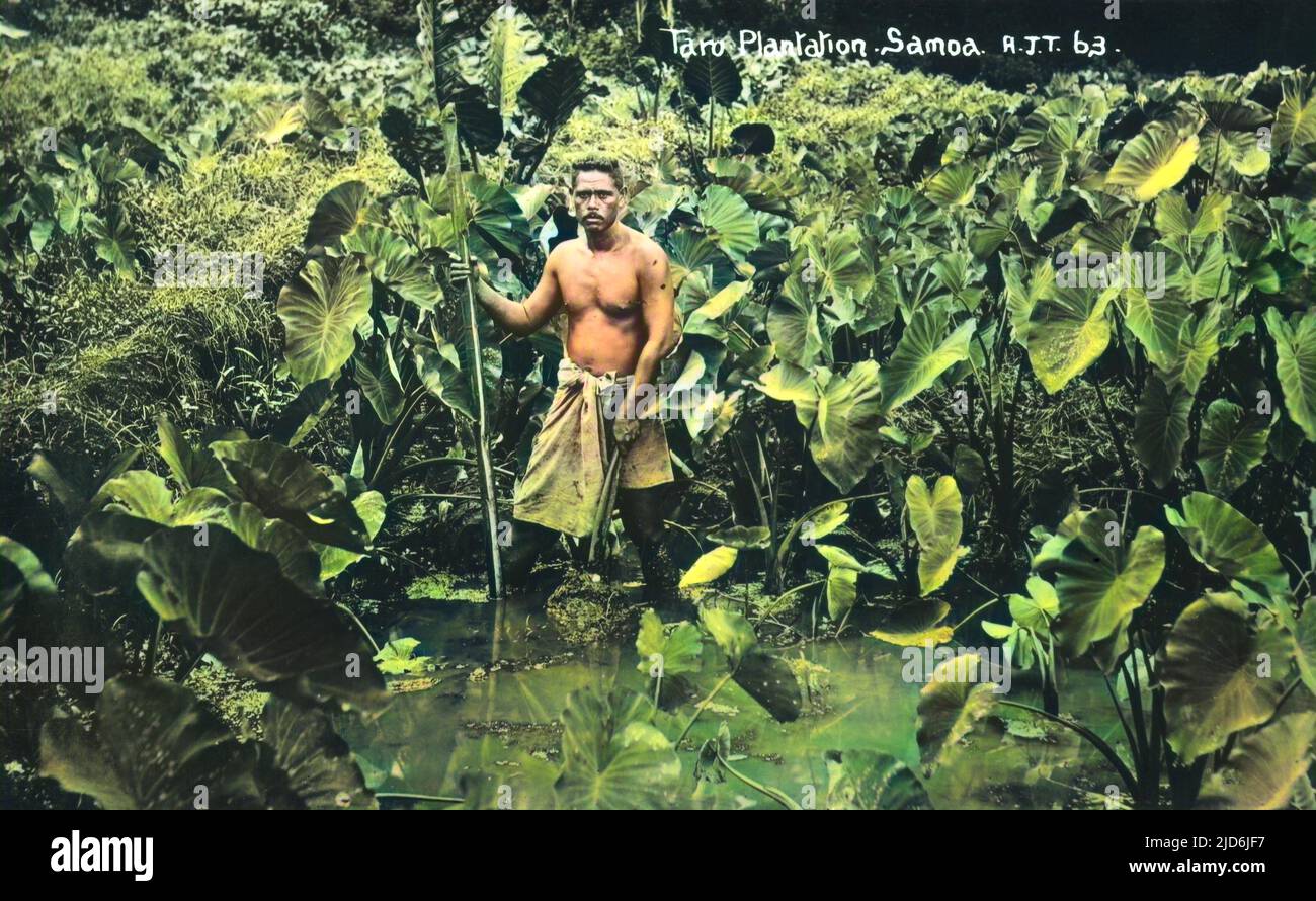 Taro Plantation - Samoa - Pacific Ocean. Taro is a root vegetable ...