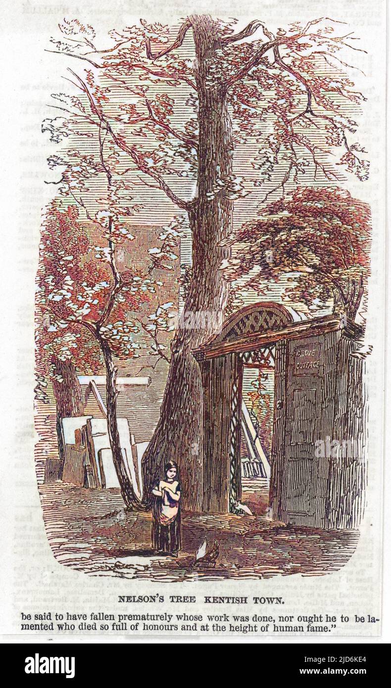HORATIO LORD NELSON Sycamore tree planted by the English naval officer ...