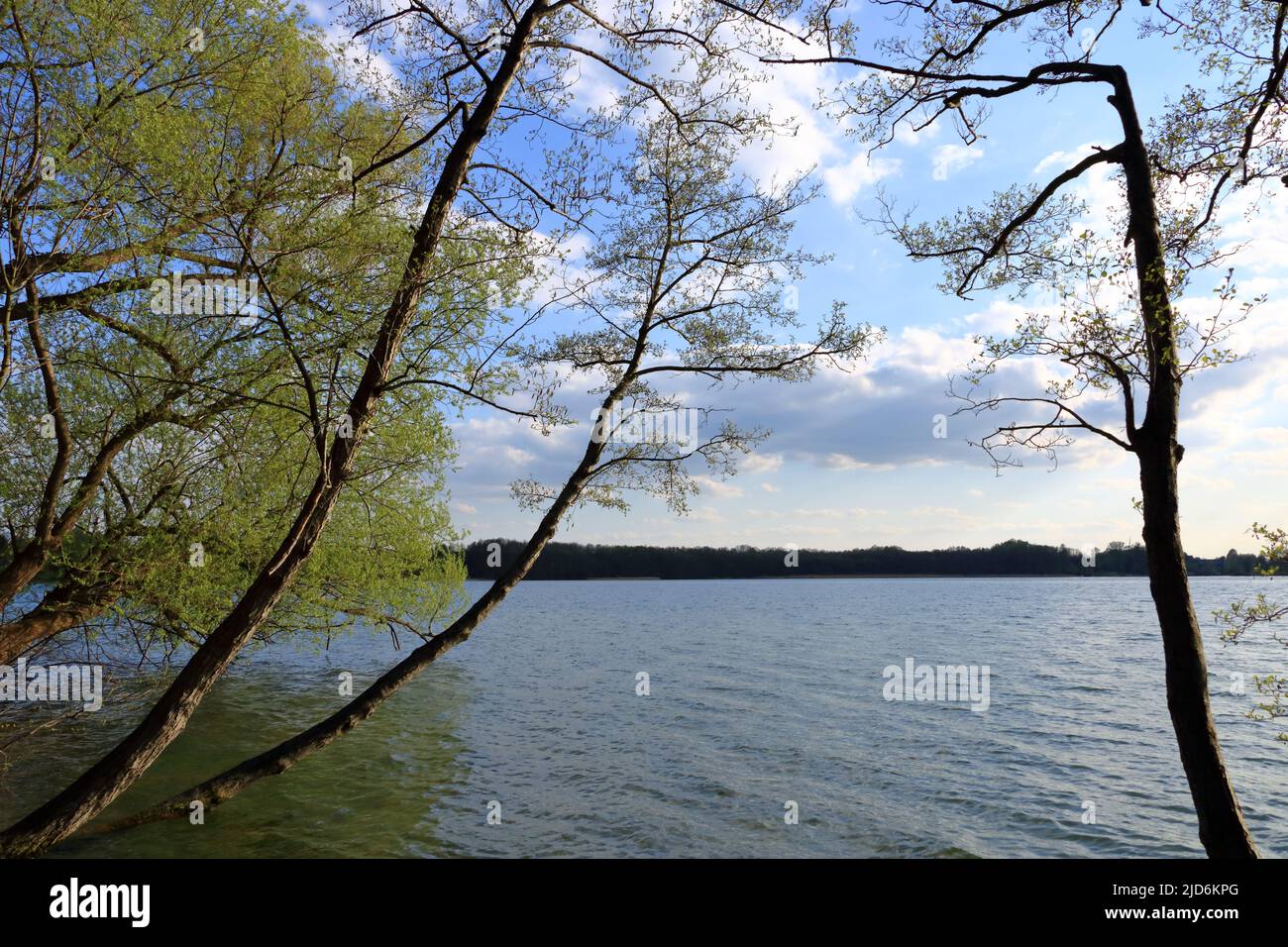 Shore area with reeds at a small lake in Wandlitz, Brandenburg in ...