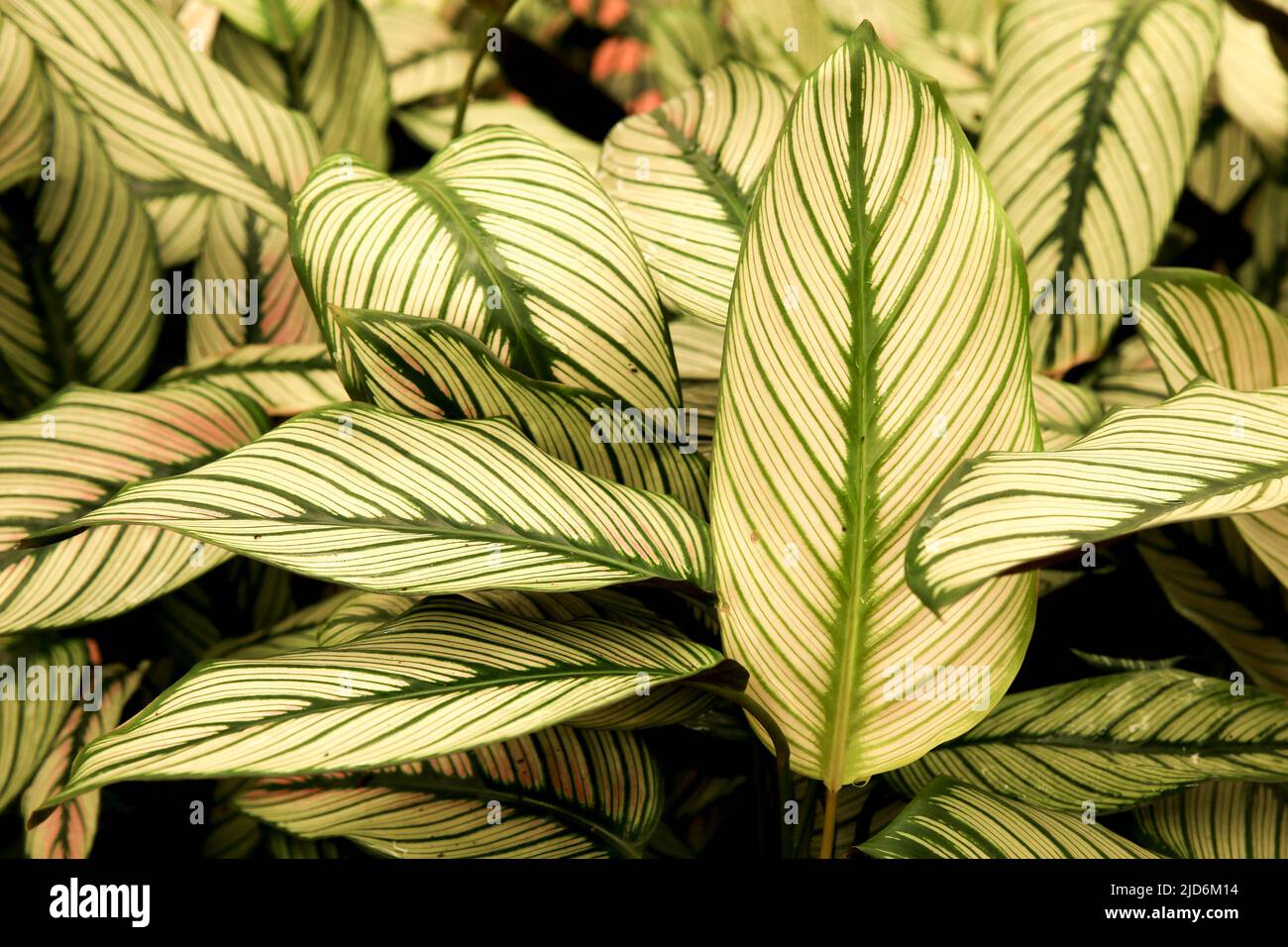 Colorful Calathea Majestica plants in the garden under the sun Stock ...