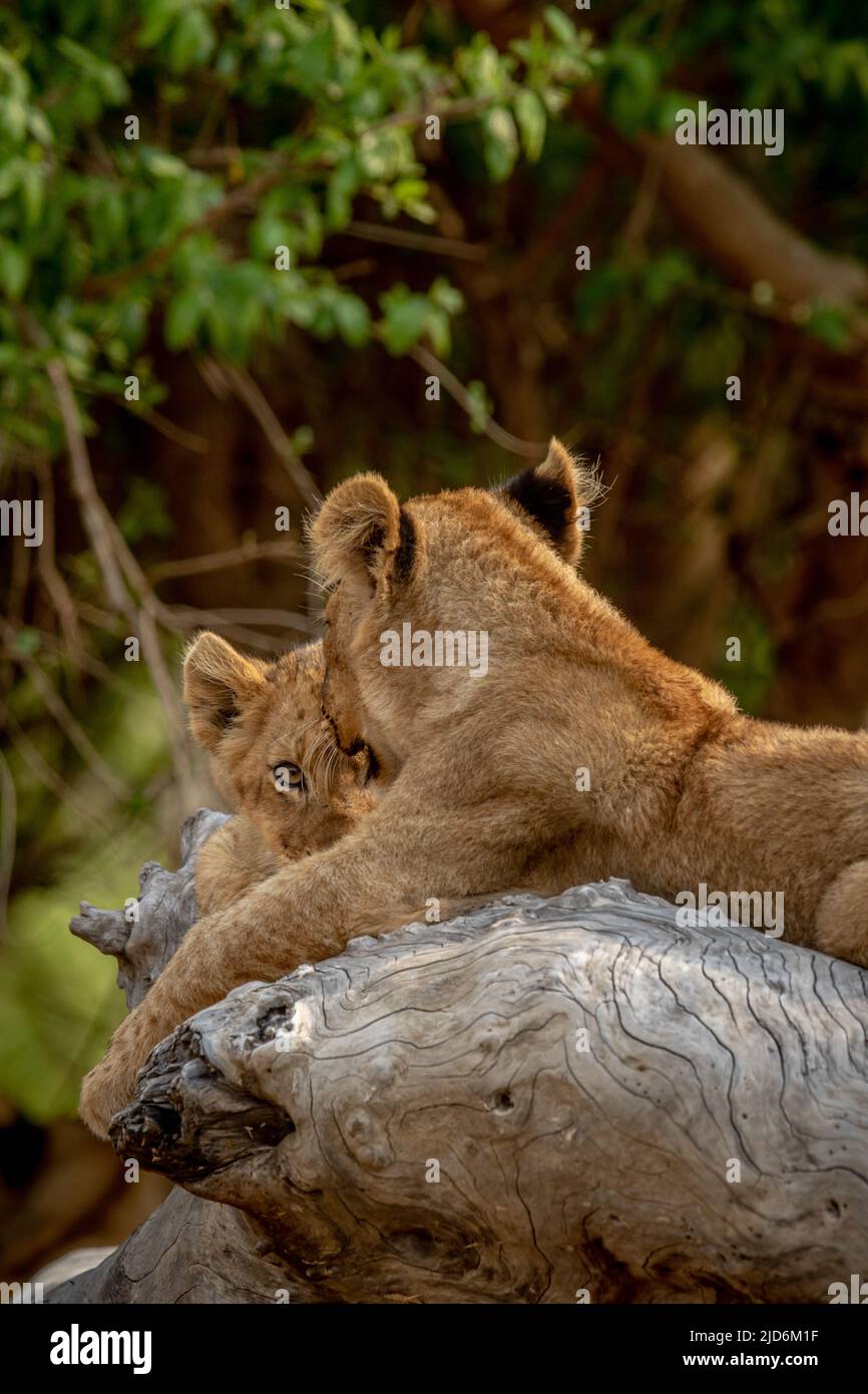 Lion cubs sitting on a fallen tree in the Kruger National Park, South ...