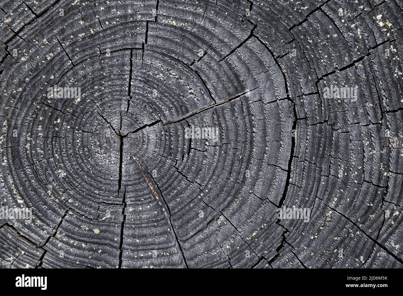 Gray tree hi-res stock photography and images - Alamy