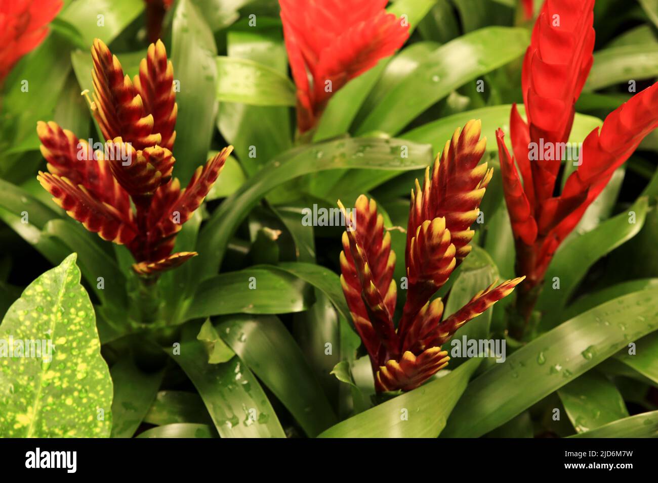 Beautiful and colorful Vriesea Splendens plants in the garden Stock ...