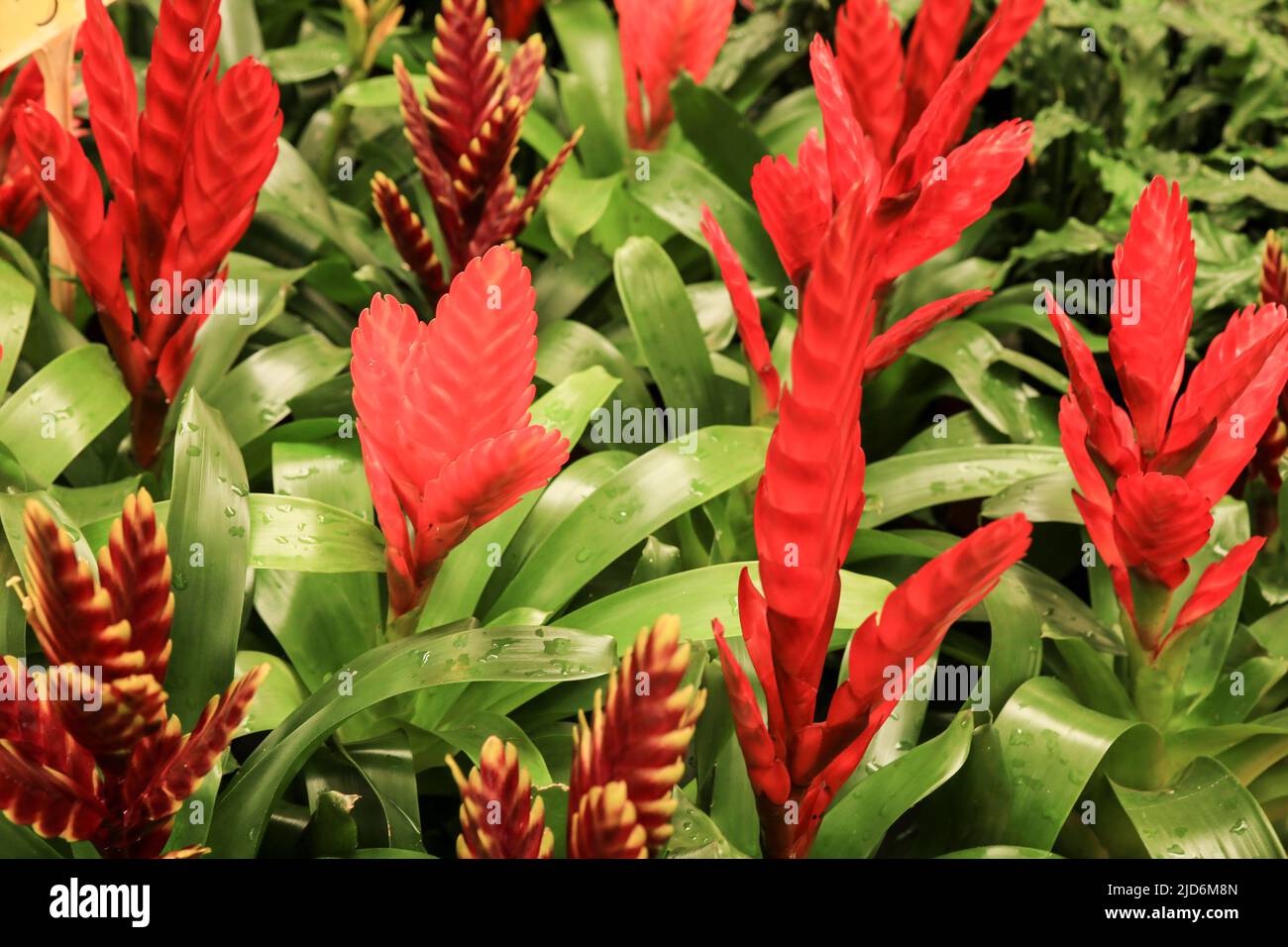 Beautiful and colorful Vriesea Splendens plants in the garden Stock ...