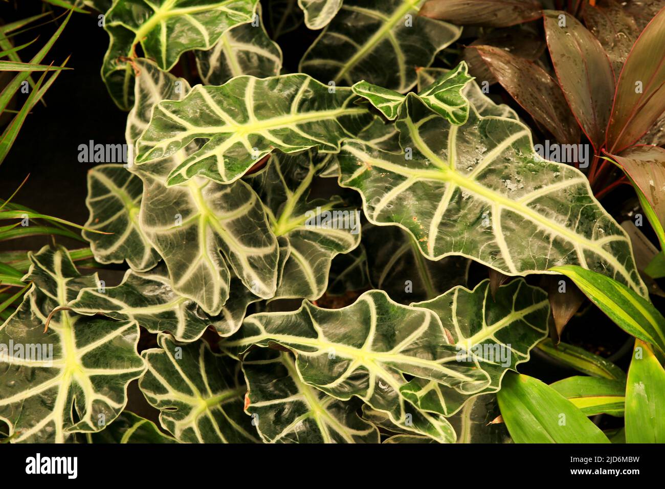 Colorful Alocasia Sanderiana plants in the garden Stock Photo - Alamy