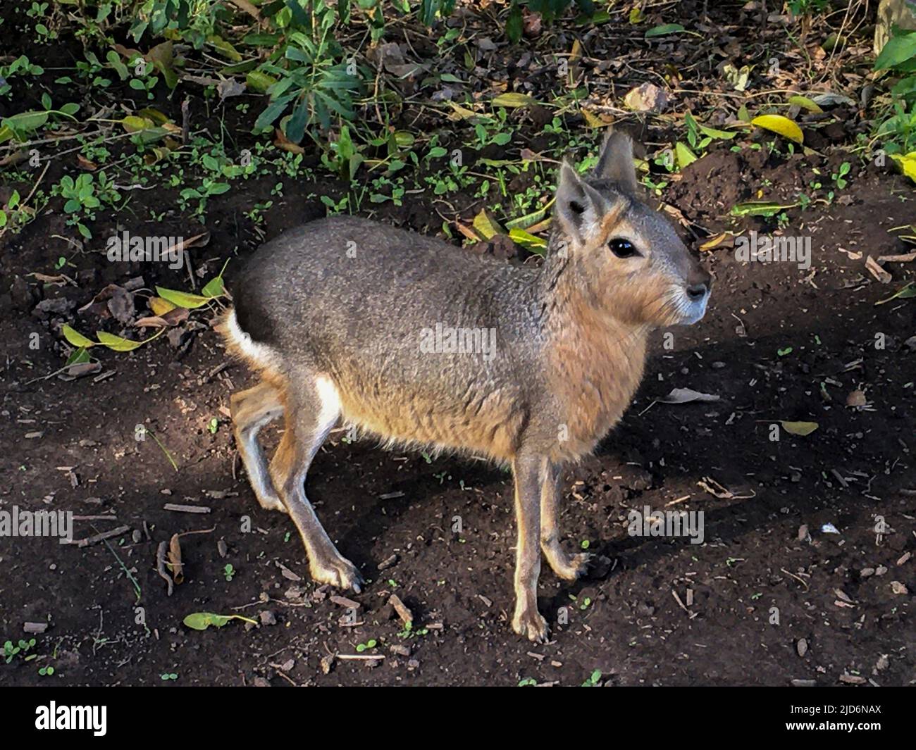 Maras in nature. Wild animals Stock Photo - Alamy