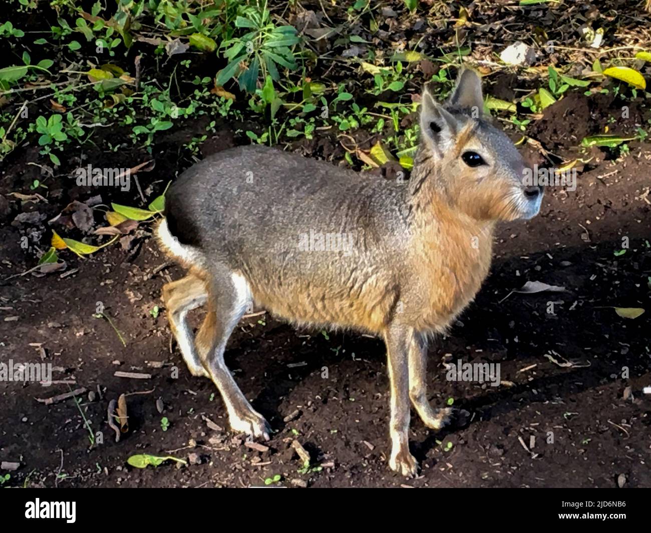 Maras in nature. Wild animals Stock Photo - Alamy