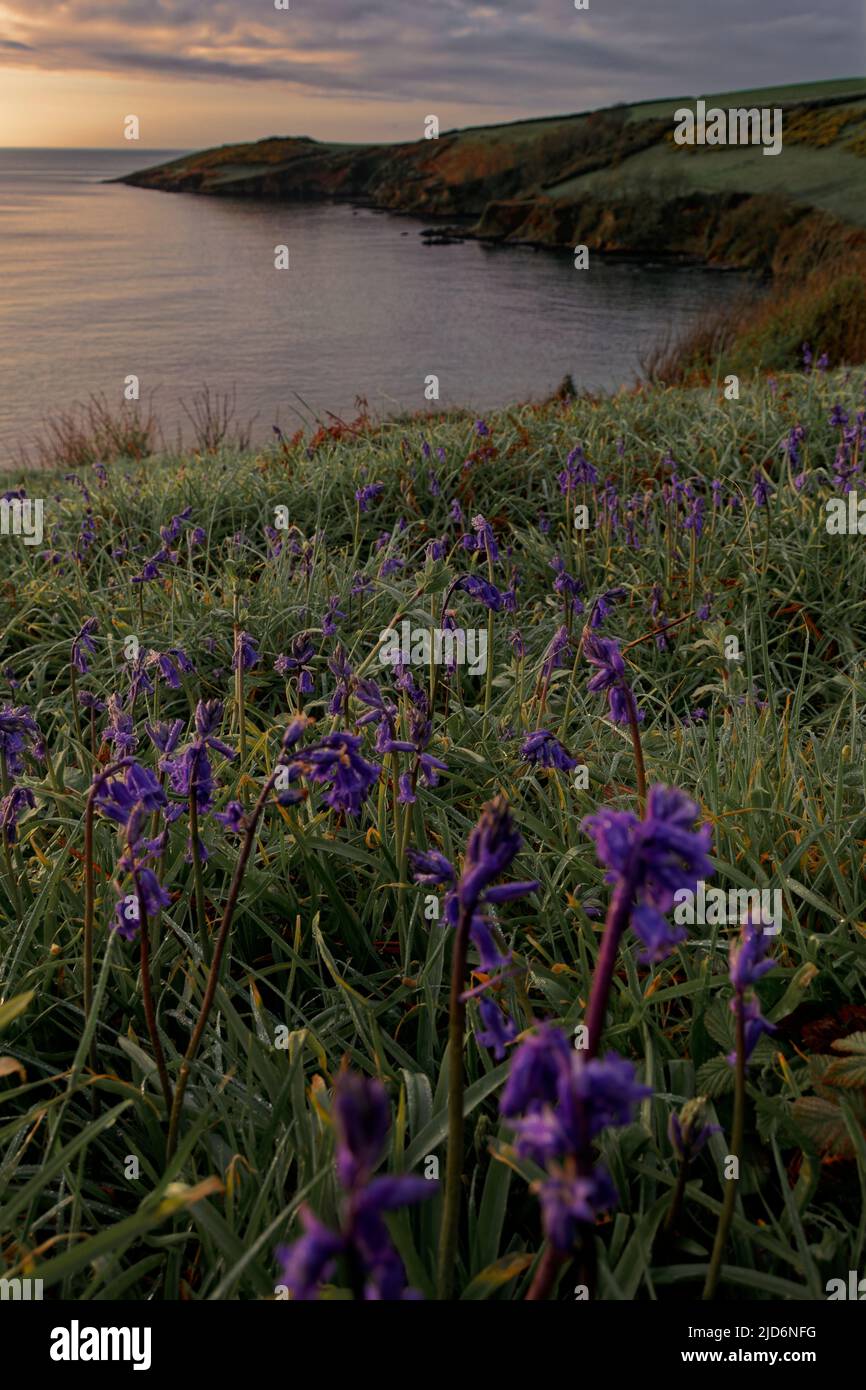 Bream cove Cornwall sunrise Stock Photo - Alamy