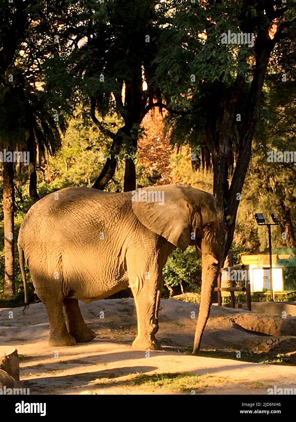 Old big elephant in the zoo Stock Photo - Alamy