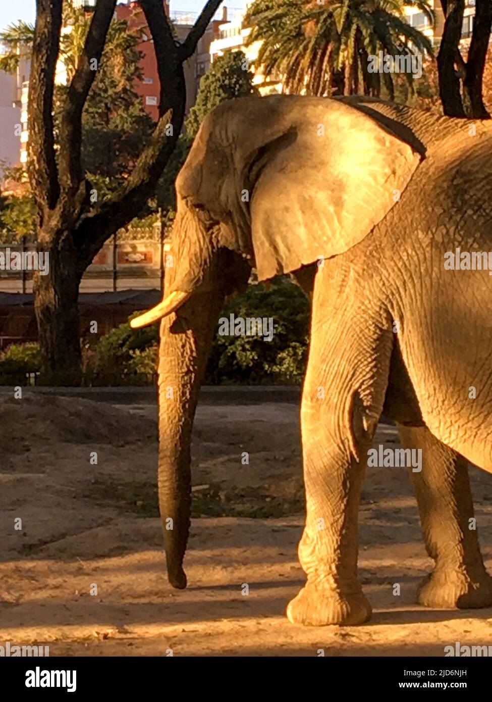 Big elephant hi-res stock photography and images - Alamy