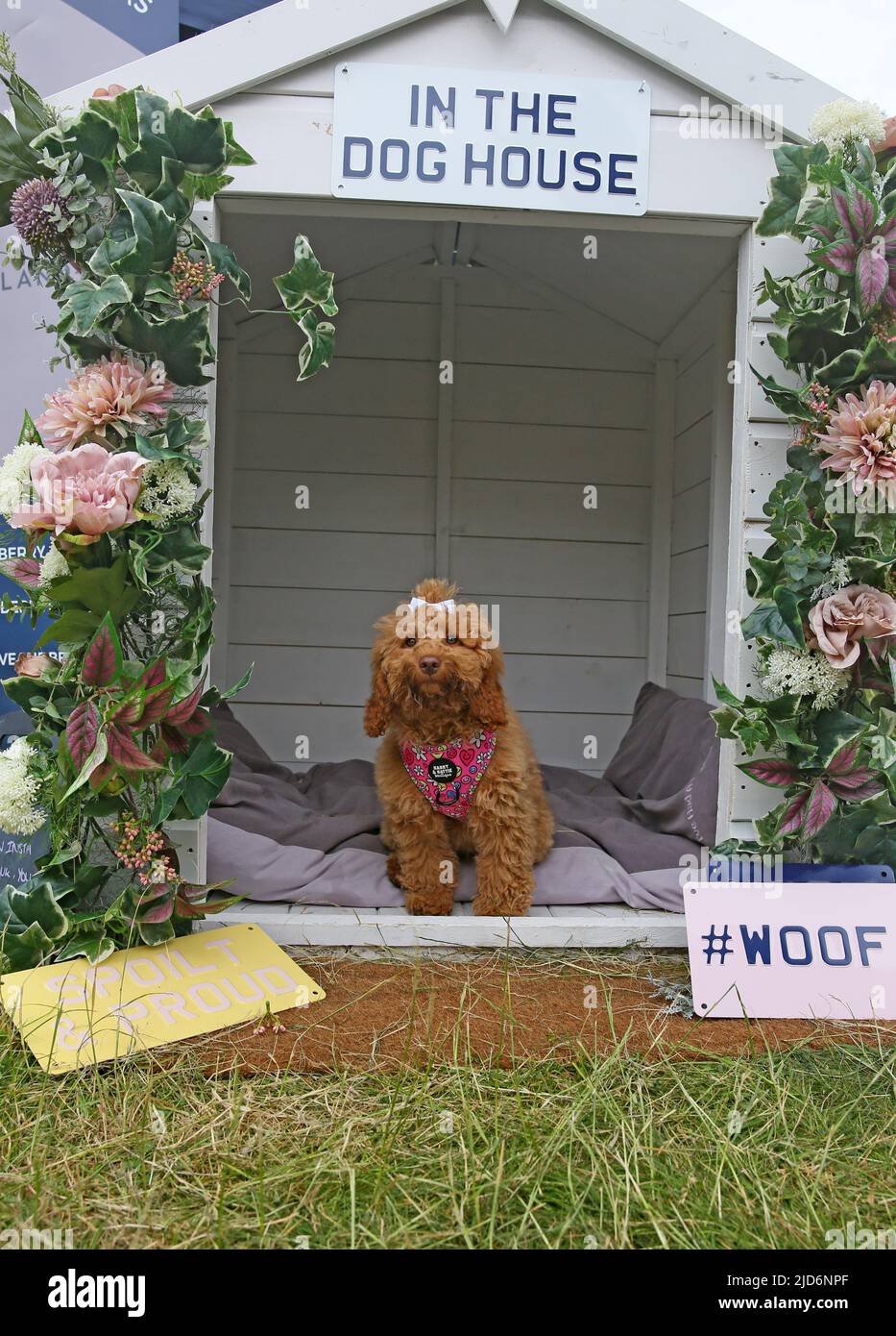 Knutsford, UK. 18th June, 2022. Dog Fest takes place in Cheshire with ...