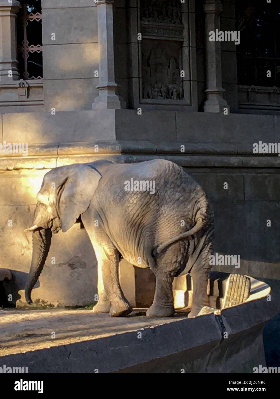 Old big elephant in the zoo Stock Photo - Alamy
