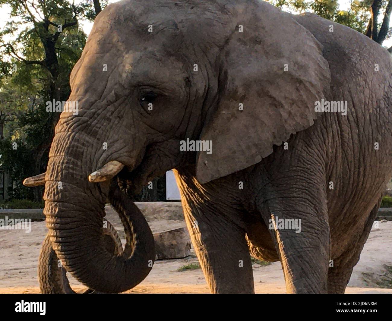 Old big elephant in the zoo Stock Photo - Alamy