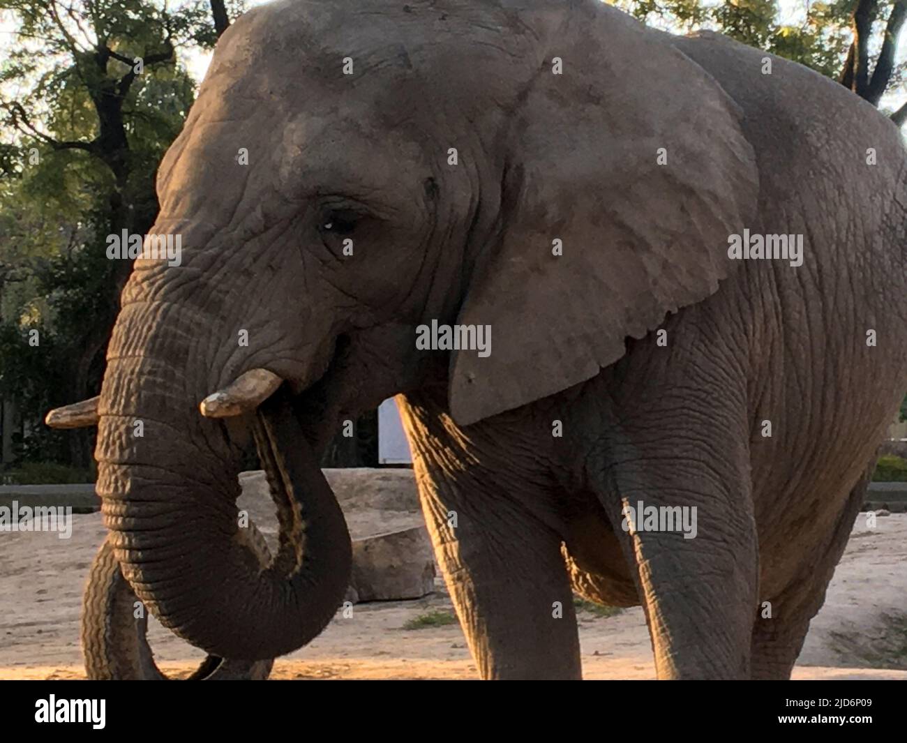 Old big elephant in the zoo Stock Photo - Alamy