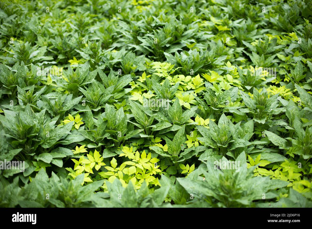 Thickets of green plants in forest. Lots of sheets. Natural background ...