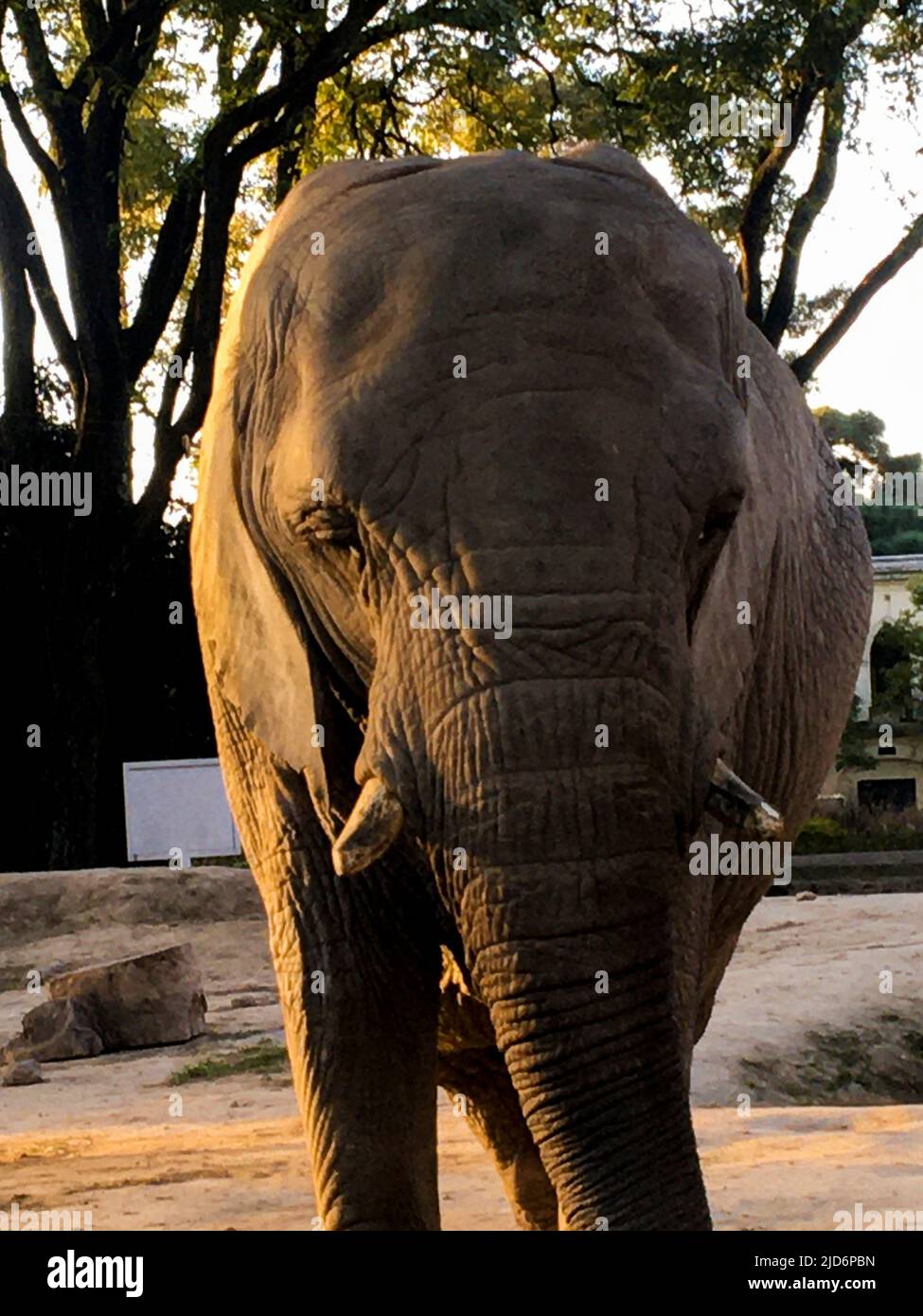 Old big elephant in the zoo Stock Photo - Alamy