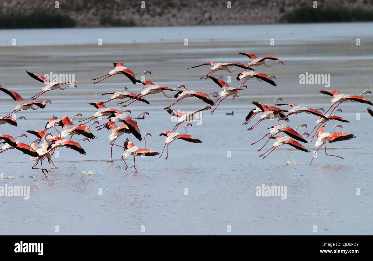 Ankara, Turkey. 18th June, 2022. Flamingos are seen in Selkapani Dam ...
