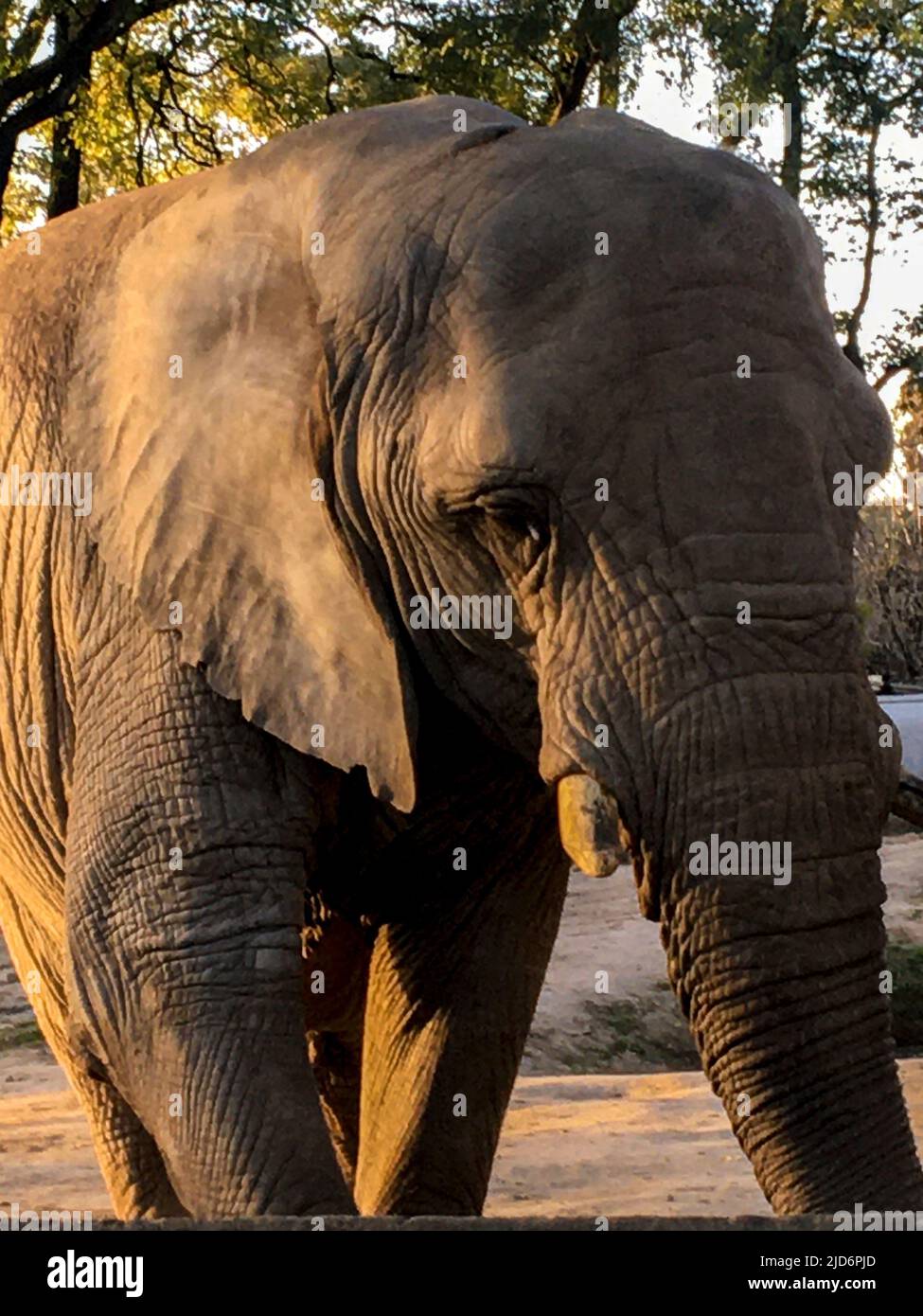 Old big elephant in the zoo Stock Photo - Alamy