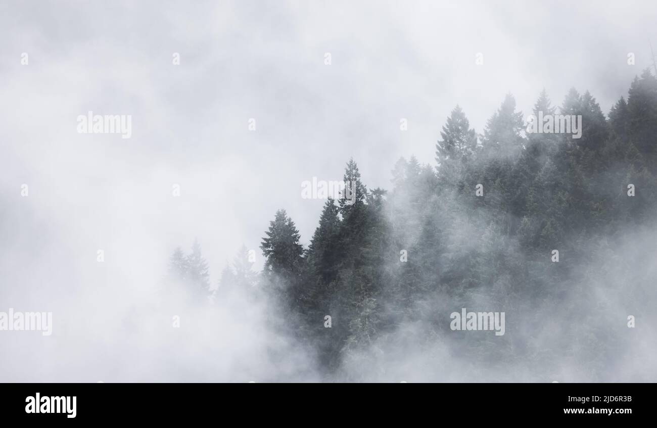 Green Evergreen Trees in a forest on top of a mountain covered in ...