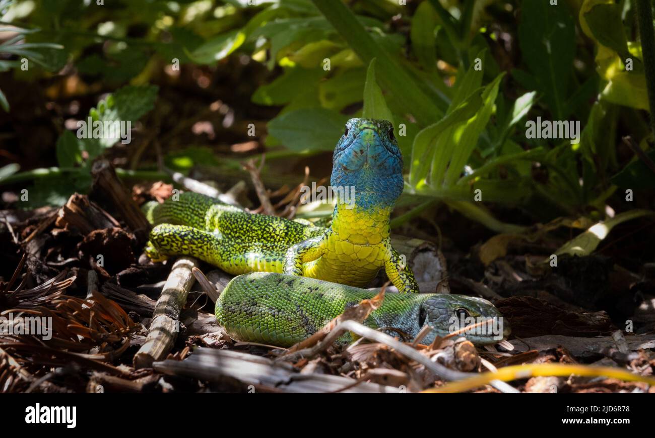 Close-up of a male and female green lizard couple (Lacerta bilineata or ...