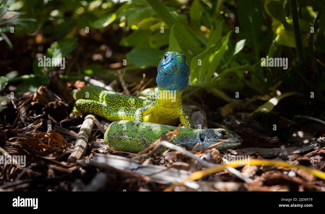 Close-up of a male and female green lizard couple (Lacerta bilineata or ...