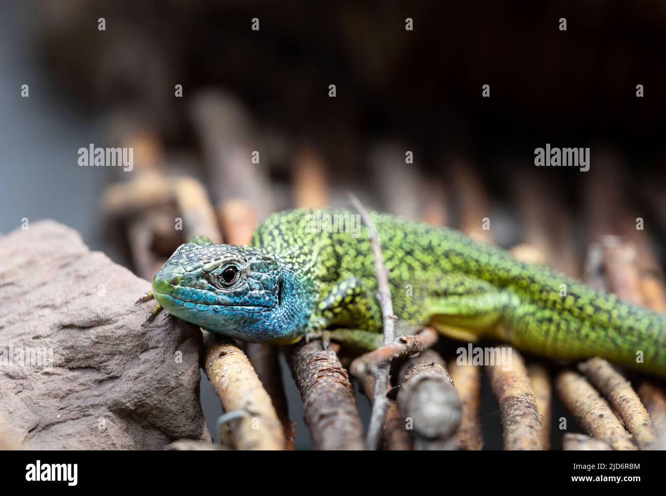 Blue spotted lizard hi-res stock photography and images - Alamy
