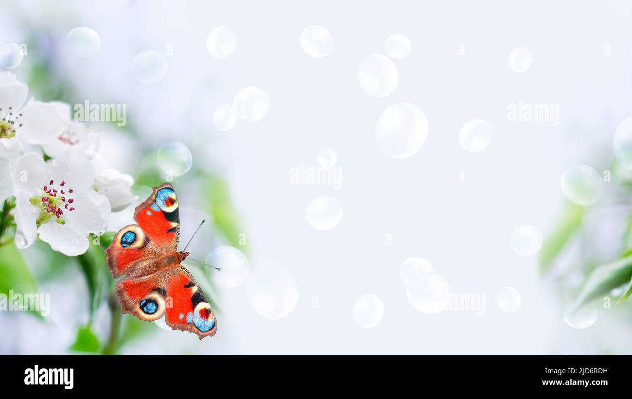 Unfocused background with apple blossoms and a peacock butterfly Aglais ...