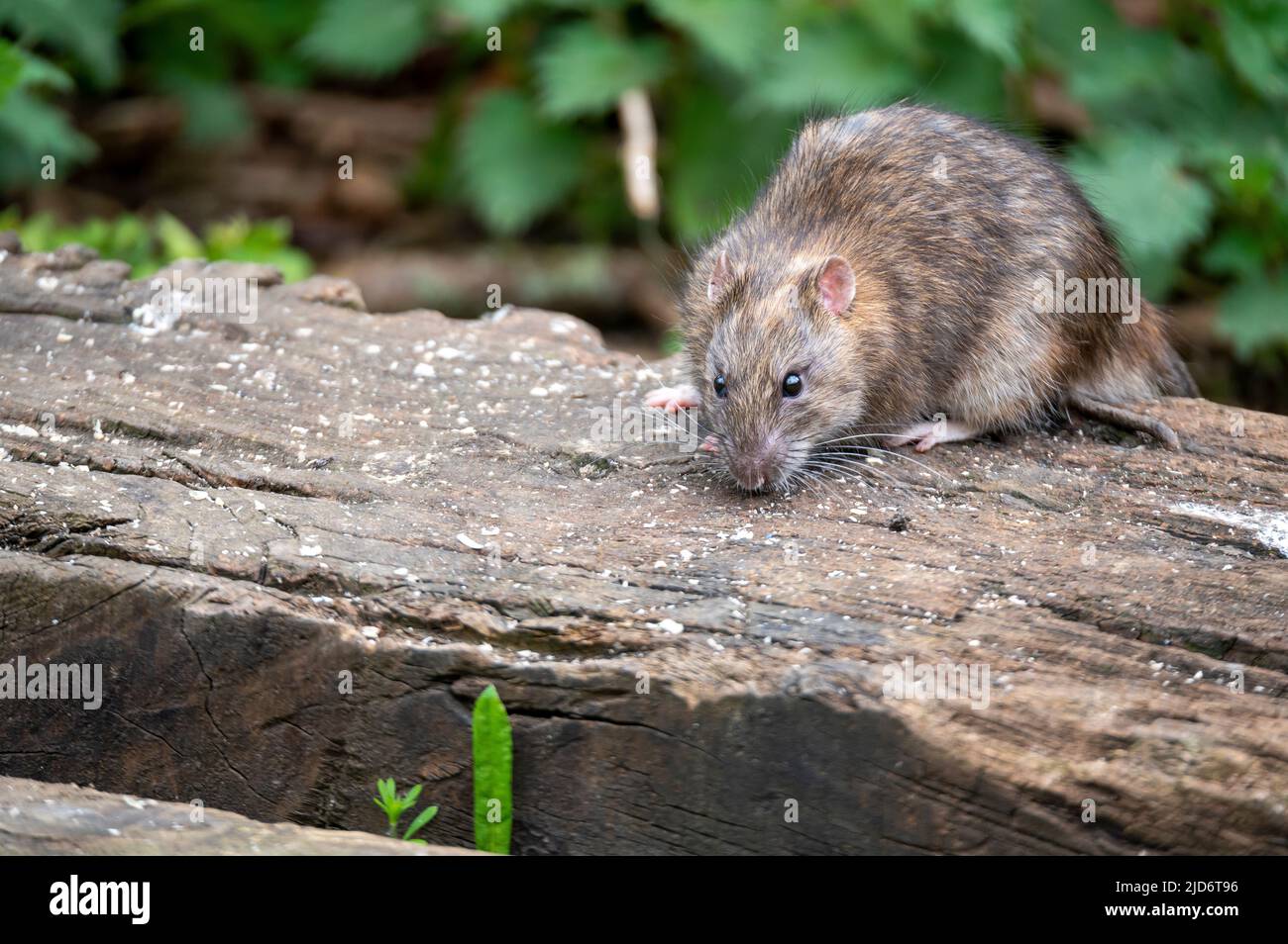 Brown Rat at Gosforth Park Nature Reserve, Newcastle upon Tyne UK Stock ...