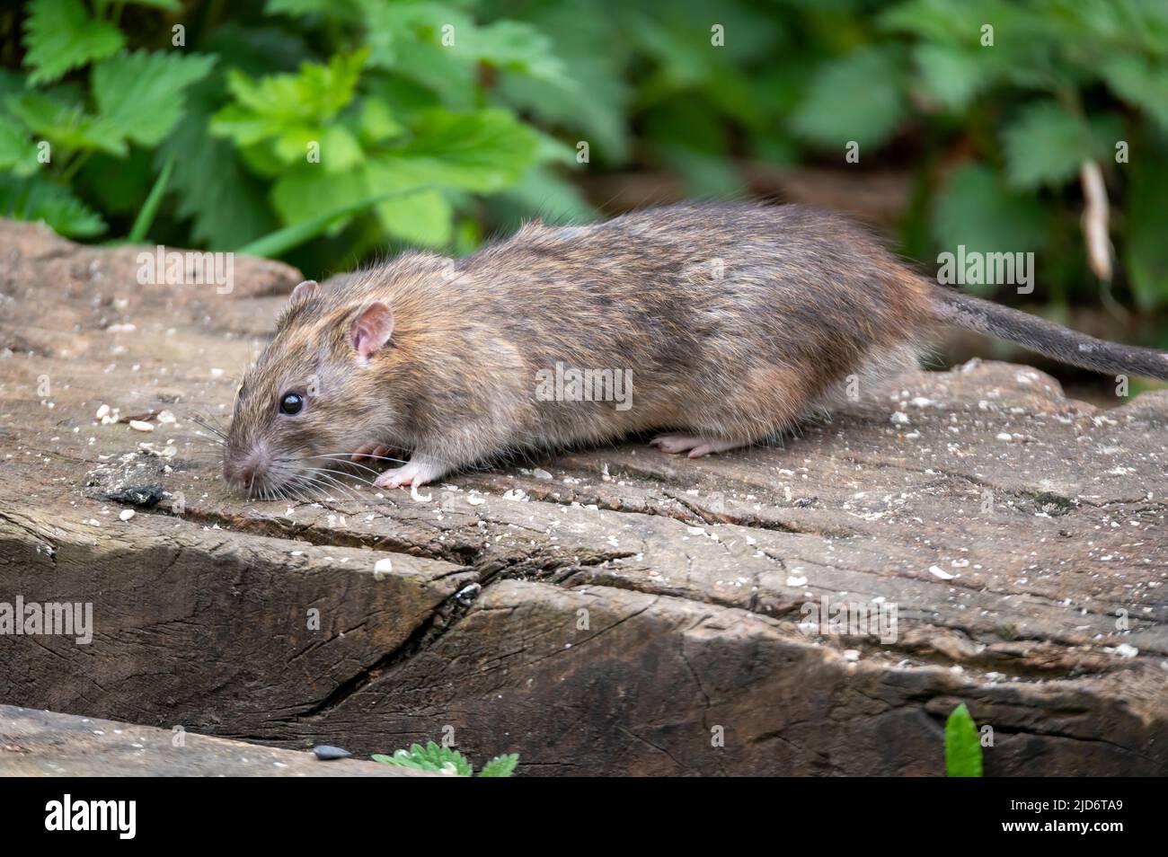 Brown Rat at Gosforth Park Nature Reserve, Newcastle upon Tyne UK Stock ...