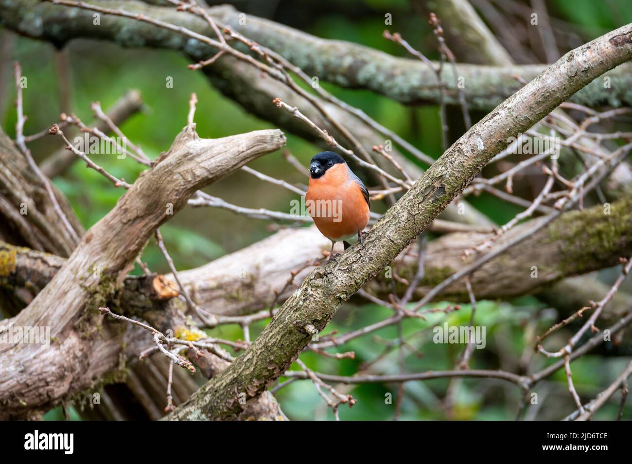 A Bullfinch at Gosforth Park Nature Reserve, Newcastle upon Tyne UK ...