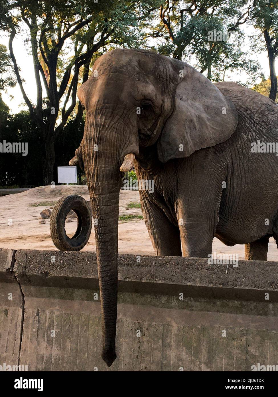 Old big elephant in the zoo Stock Photo - Alamy