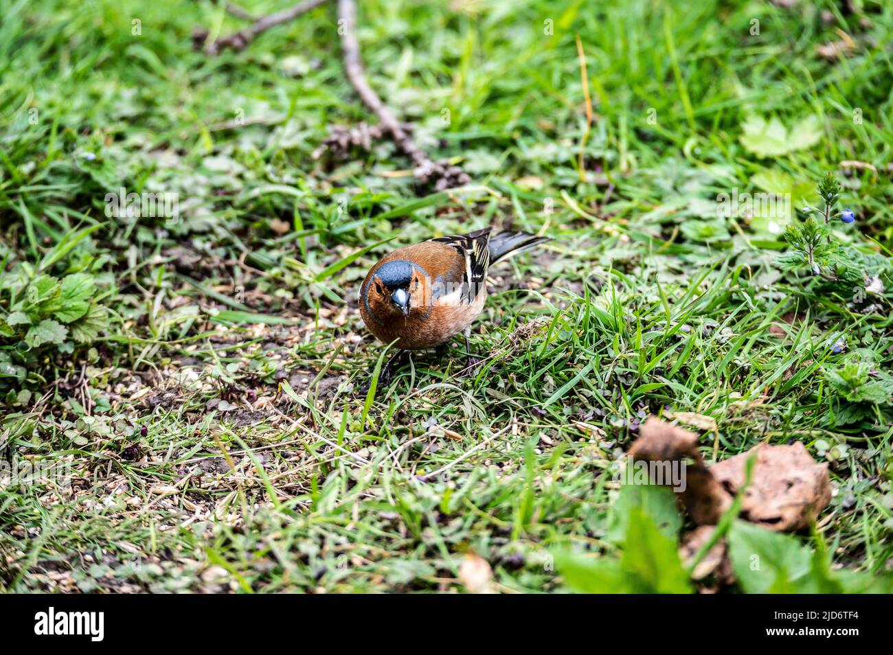 Chaffinch at Gosforth Park Nature Reserve, Newcastle upon Tyne UK Stock ...