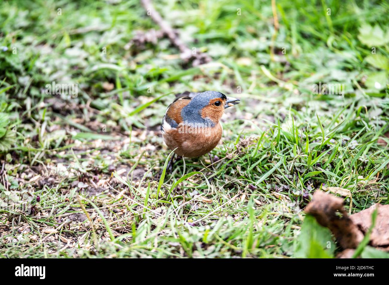 Chaffinch at Gosforth Park Nature Reserve, Newcastle upon Tyne UK Stock ...