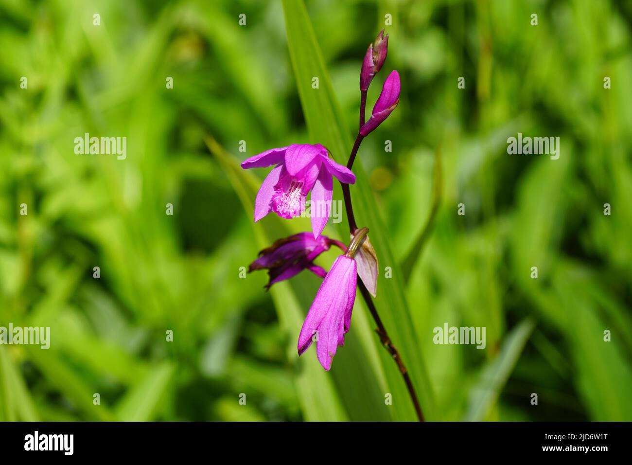 Close up Chinese ground orchid (Bletilla striata, Bletilla hyacinthina ...