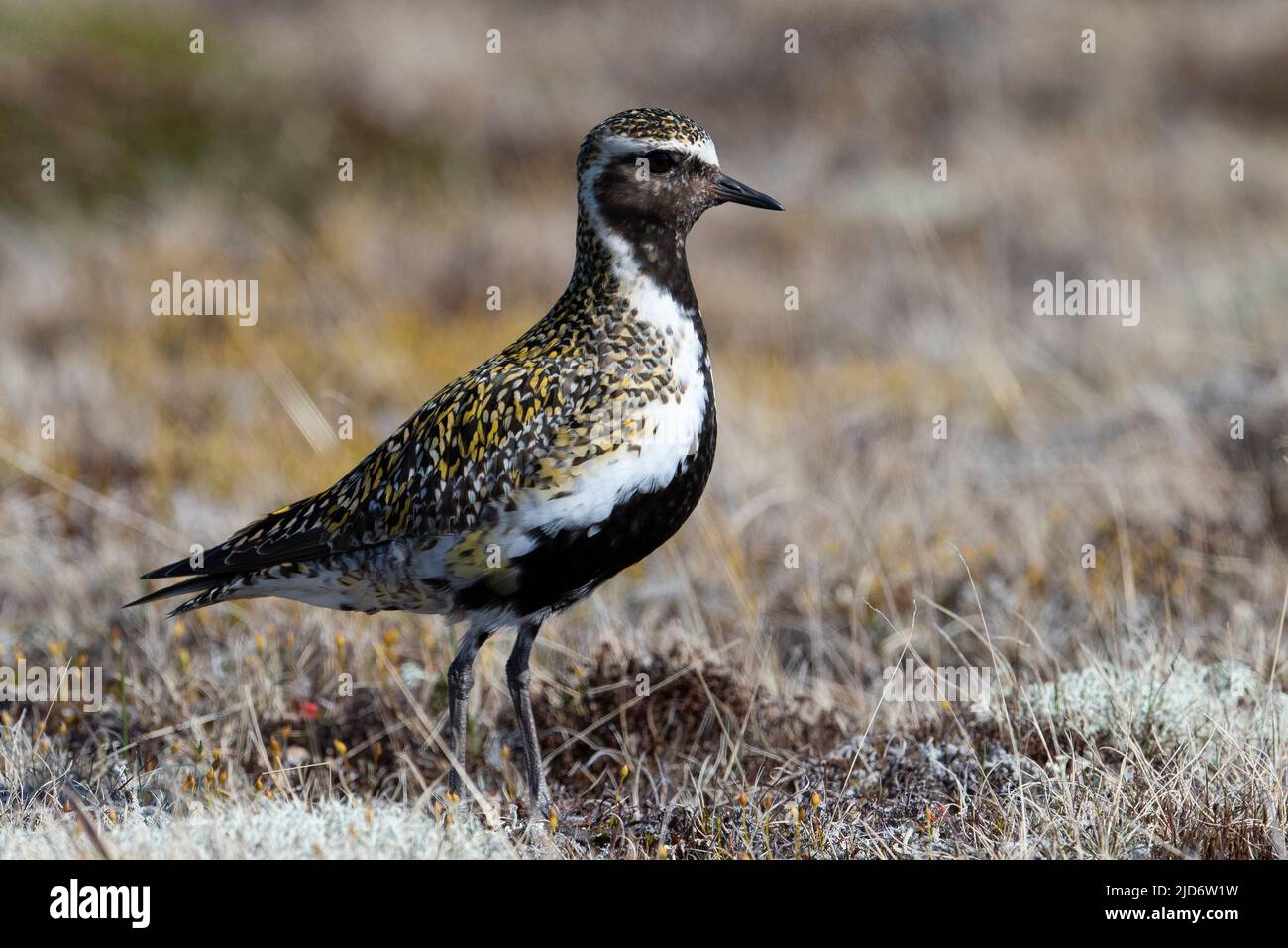 Golden plovers hi-res stock photography and images - Alamy