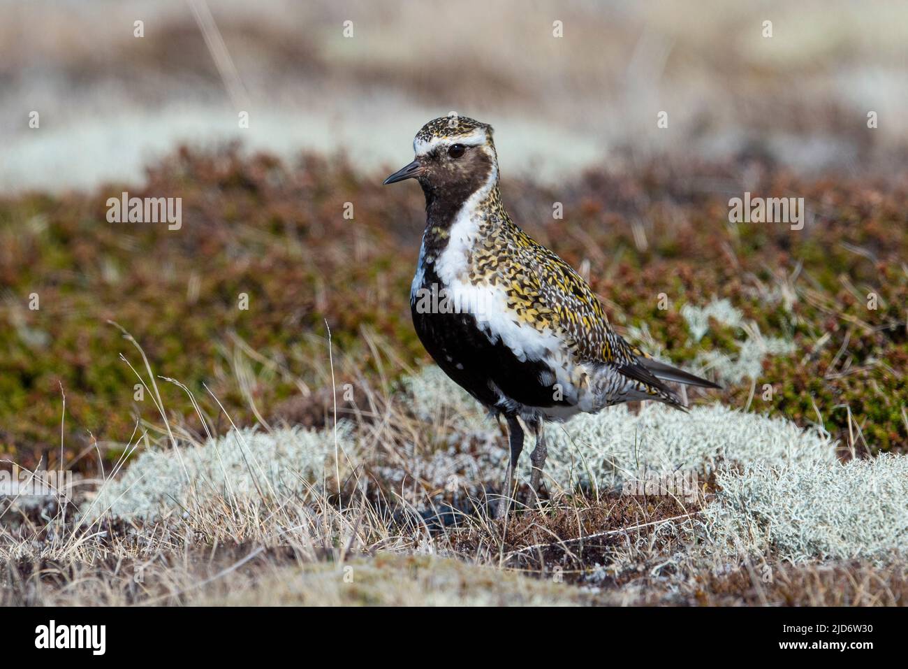 Golden Plover (Pluvialis apricaria) on the moors and tundra in Northern ...