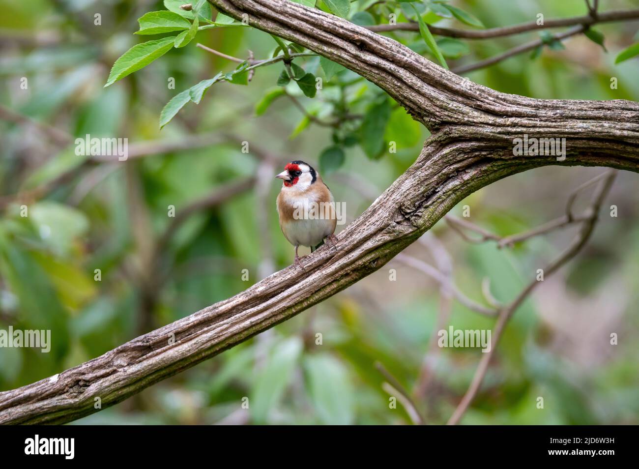 Goldfinch at Gosforth Park Nature Reserve, Newcastle upon Tyne UK Stock ...
