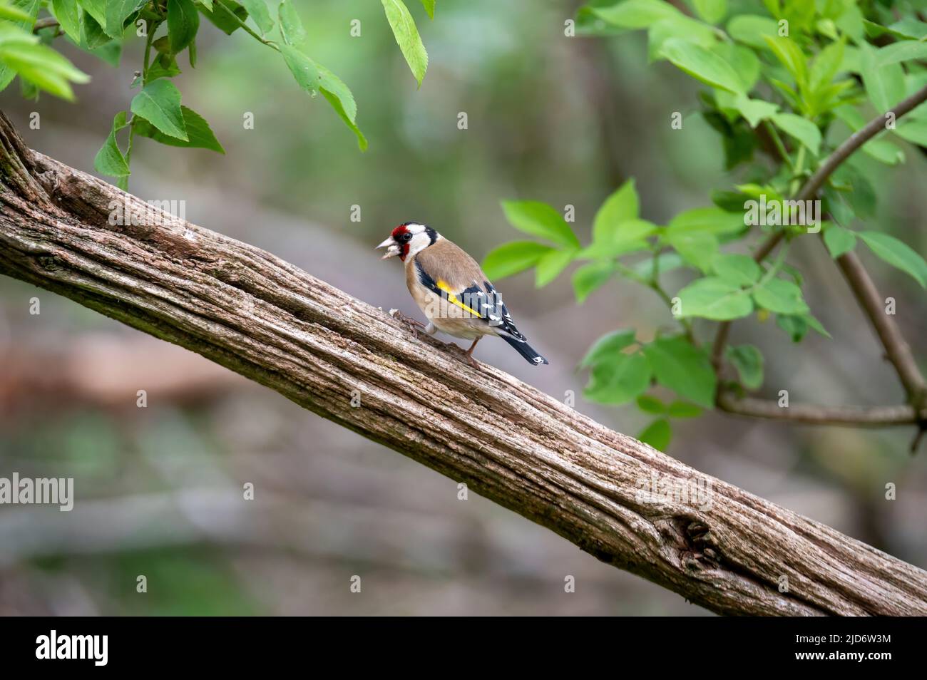 Goldfinch at Gosforth Park Nature Reserve, Newcastle upon Tyne UK Stock ...