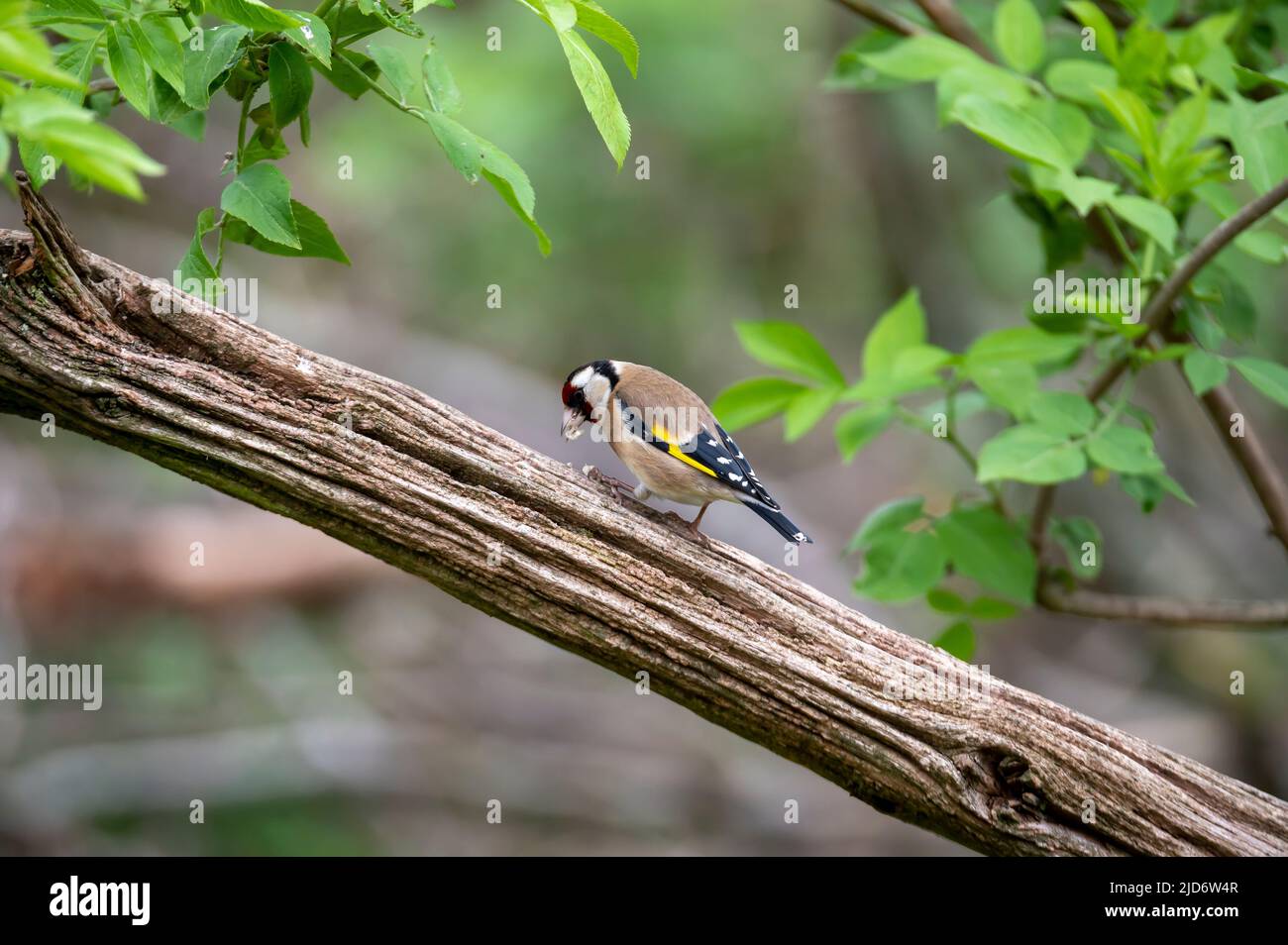 Goldfinch at Gosforth Park Nature Reserve, Newcastle upon Tyne UK Stock ...