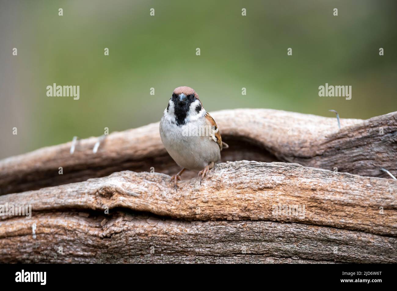 Tree Sparrow at Gosforth Park Nature Reserve, Newcastle upon Tyne UK ...