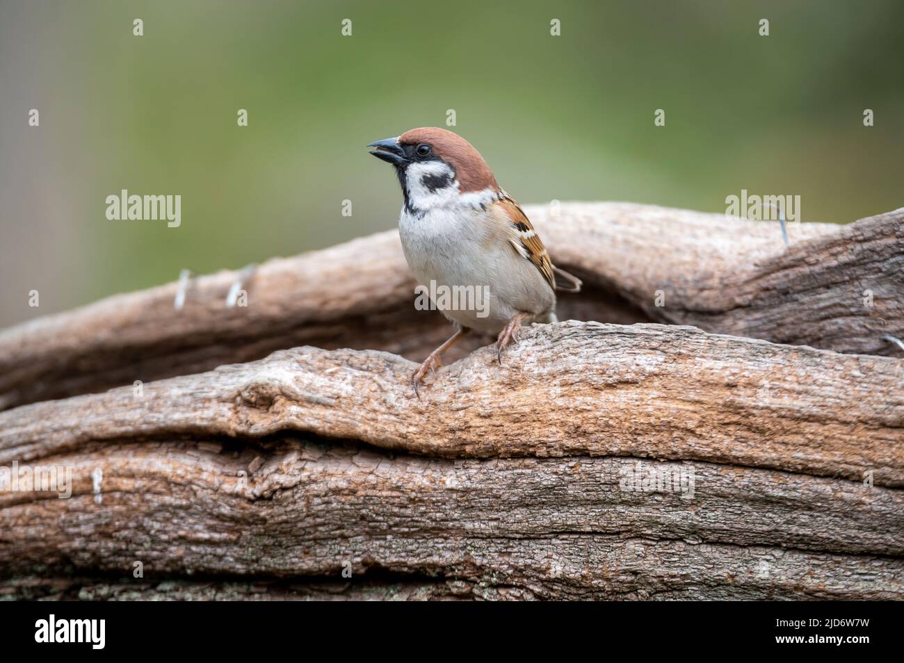 Tree Sparrow at Gosforth Park Nature Reserve, Newcastle upon Tyne UK ...