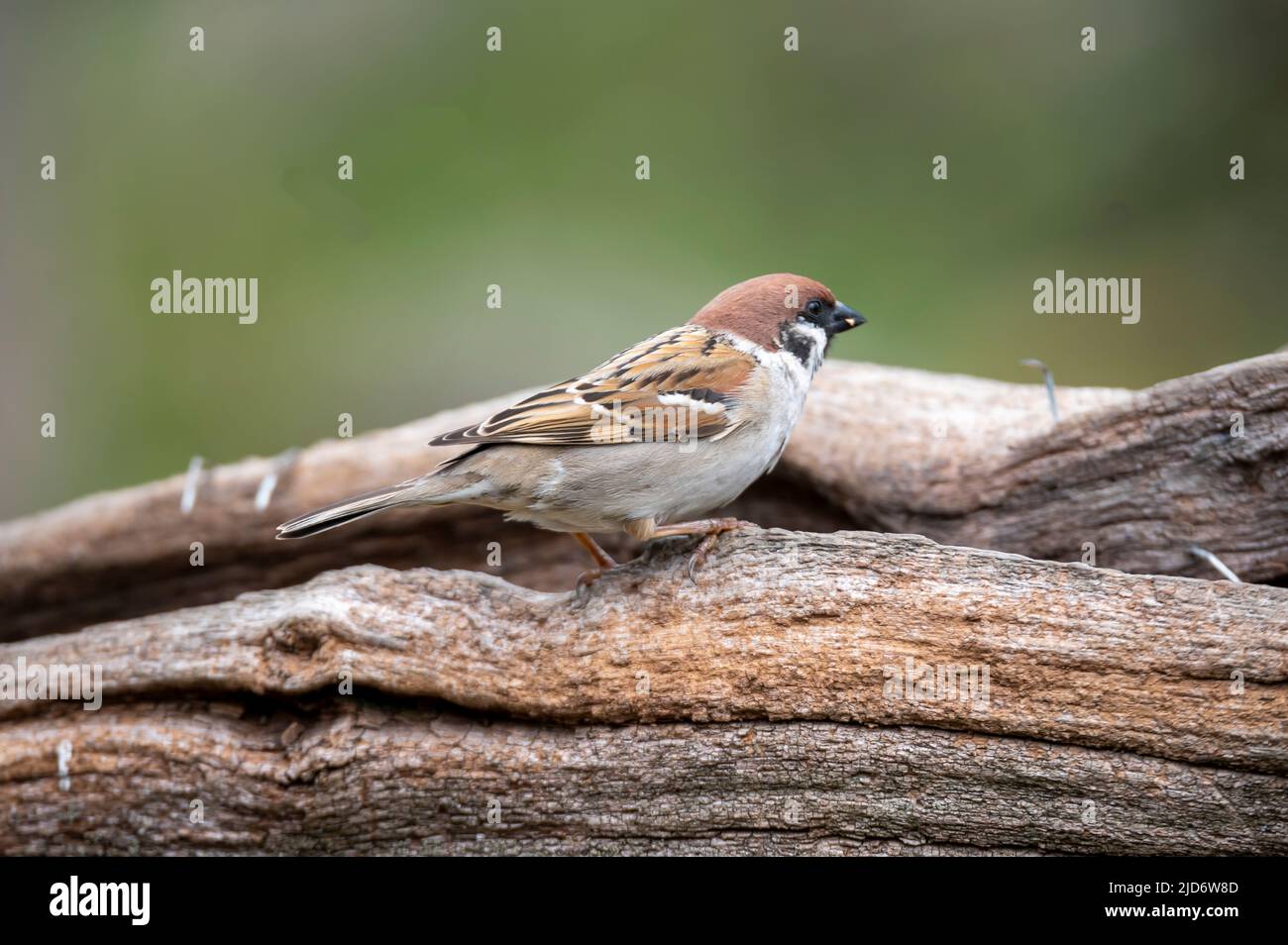 Tree Sparrow at Gosforth Park Nature Reserve, Newcastle upon Tyne UK ...