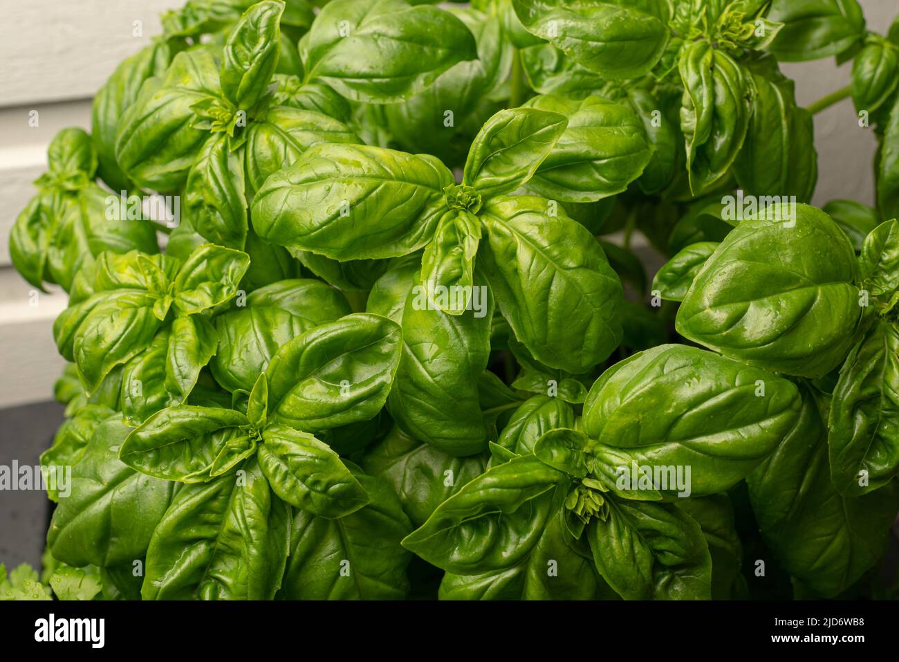 Tomato basil plant pot hi-res stock photography and images - Alamy