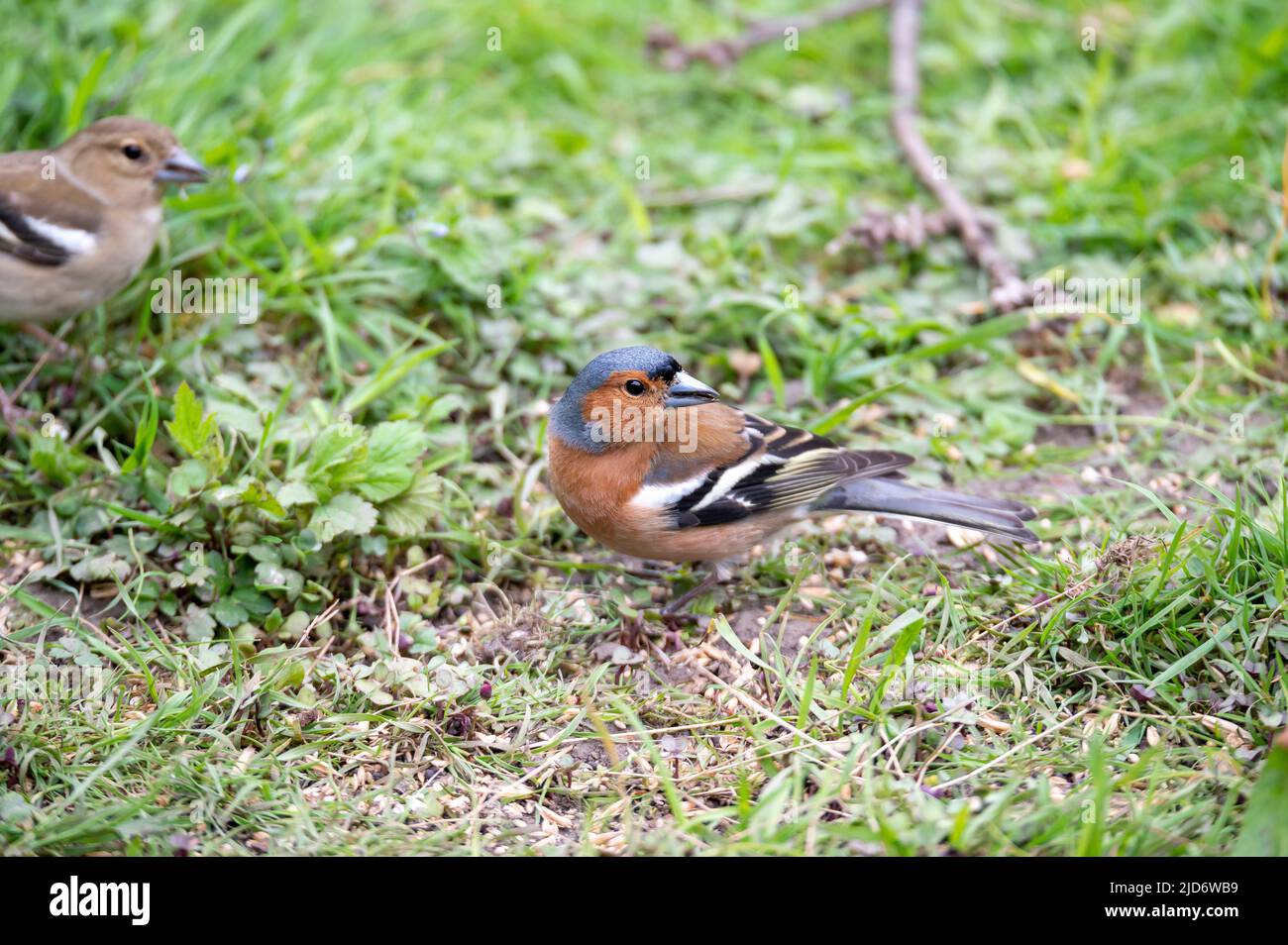 Chaffinch at Gosforth Park Nature Reserve, Newcastle upon Tyne UK Stock ...