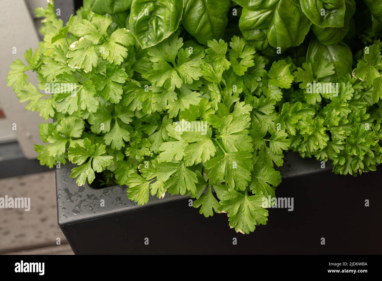 Tomato basil plant pot hi-res stock photography and images - Alamy